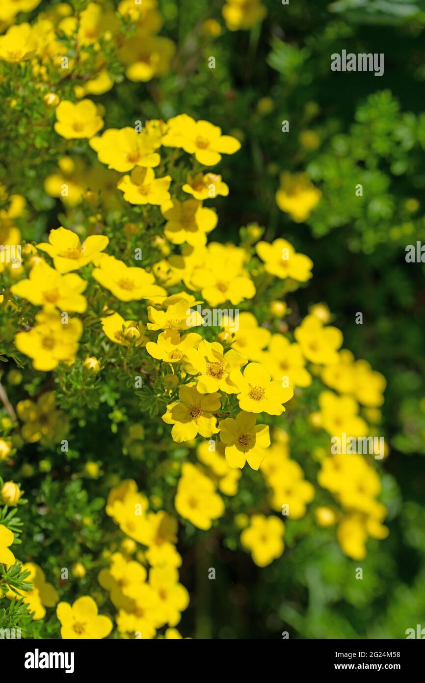Finger shrub hi-res stock photography and images - Alamy