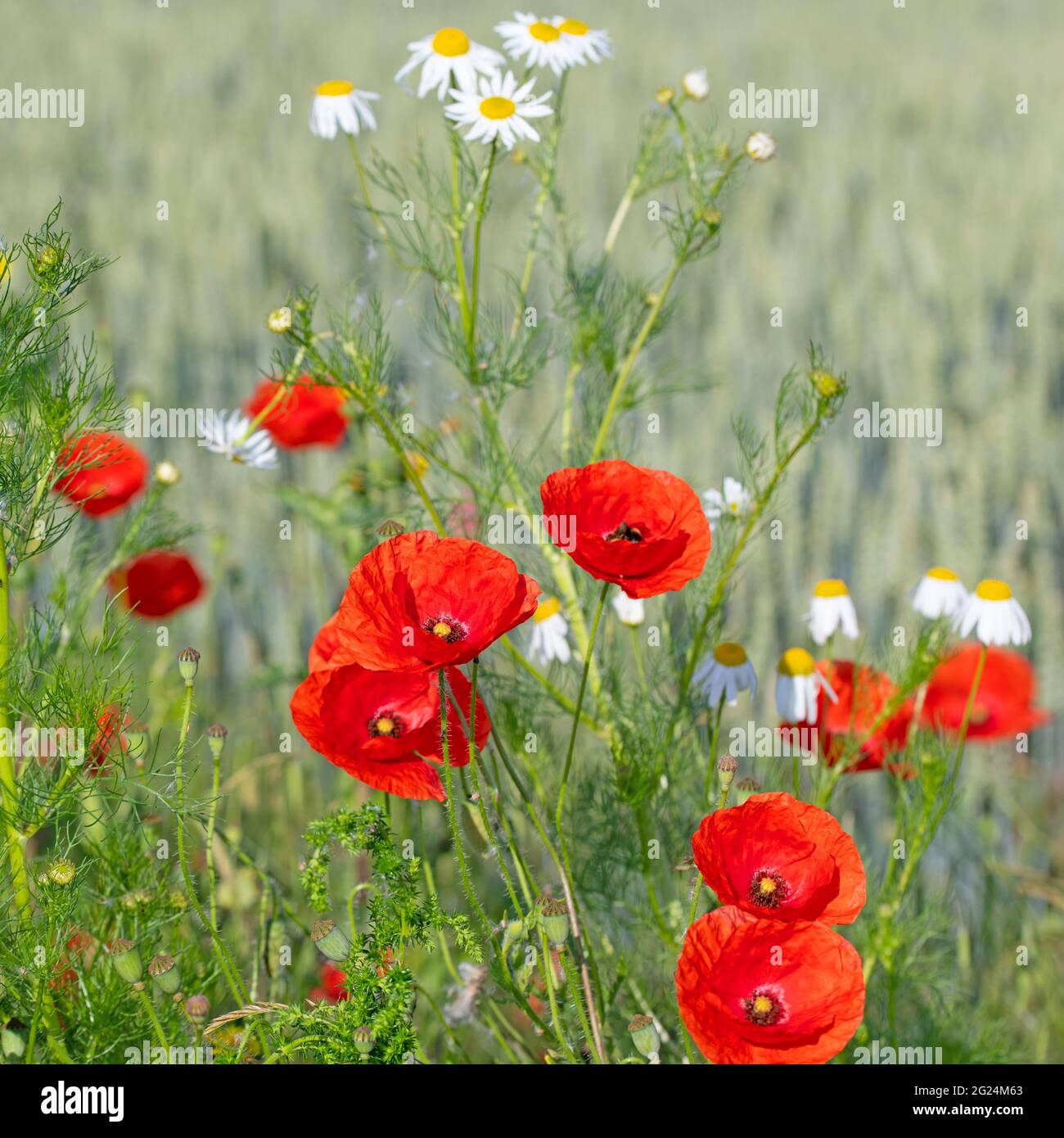 Field poppies on edge corn hi-res stock photography and images - Alamy