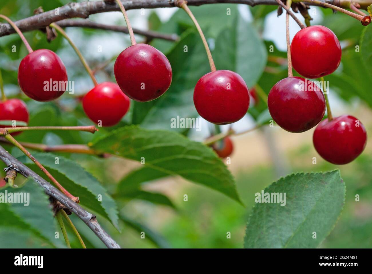 Prunus cerasus ‘morello’ hi-res stock photography and images - Alamy