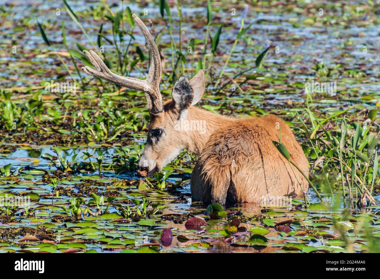Adult marsh deer blastocerus dichotomus hi-res stock photography and ...