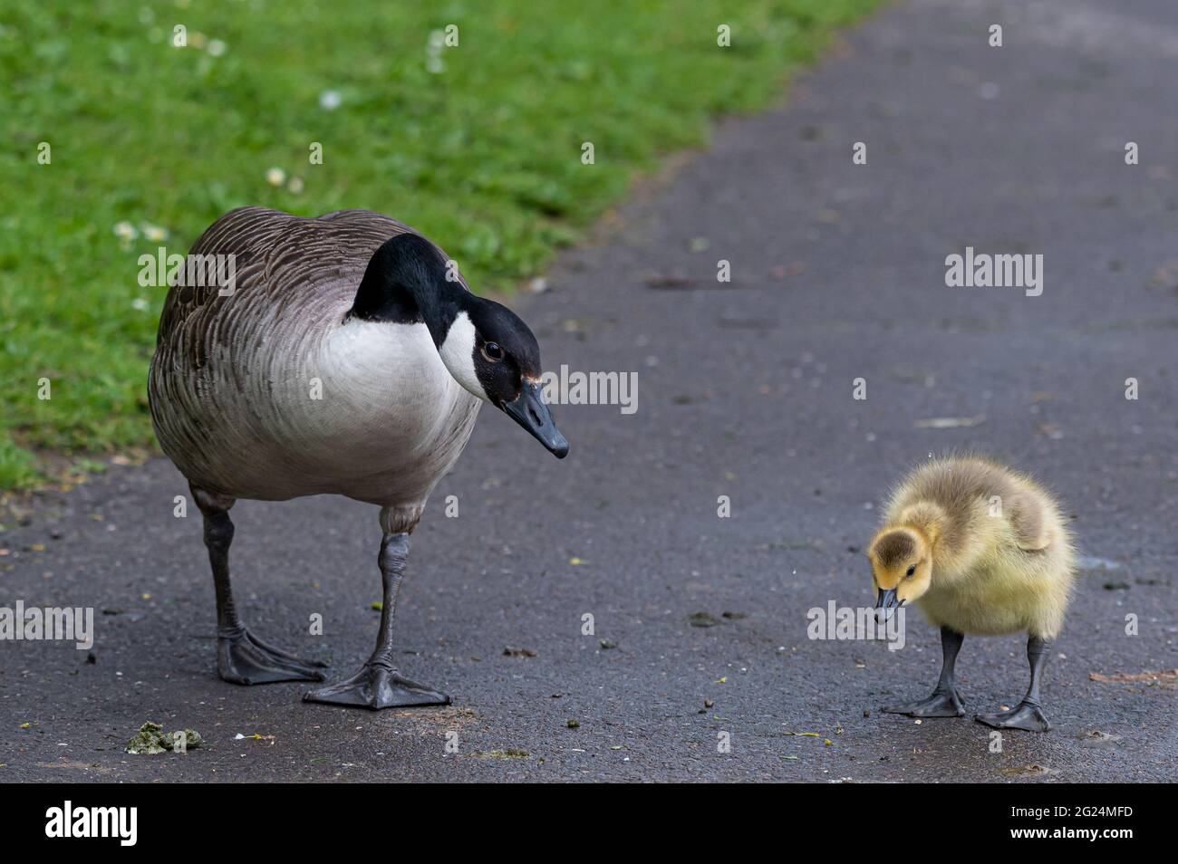 Canada goose, branta canadensis, gosling Stock Photo - Alamy