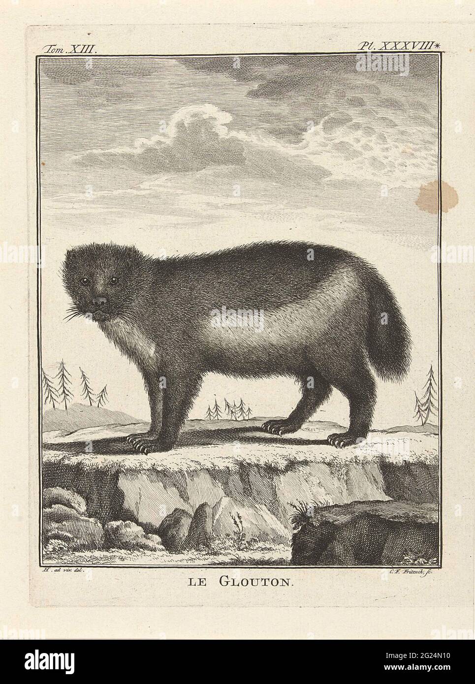 Glutton; Le glouton. A multifate, seen from the side. The head has ...