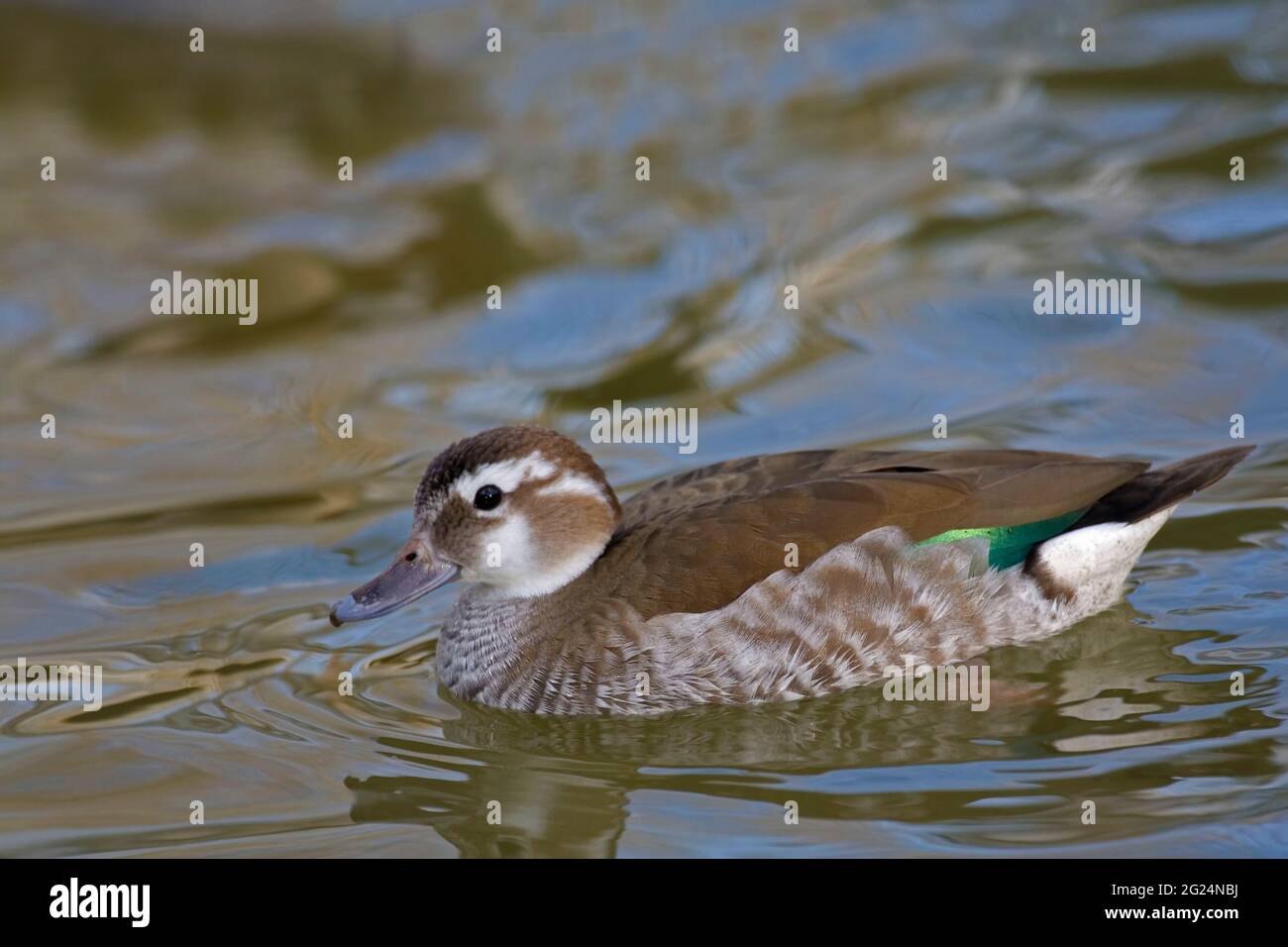 A Female Ringed Teal, Callonetta leucophrys, close up view Stock Photo ...