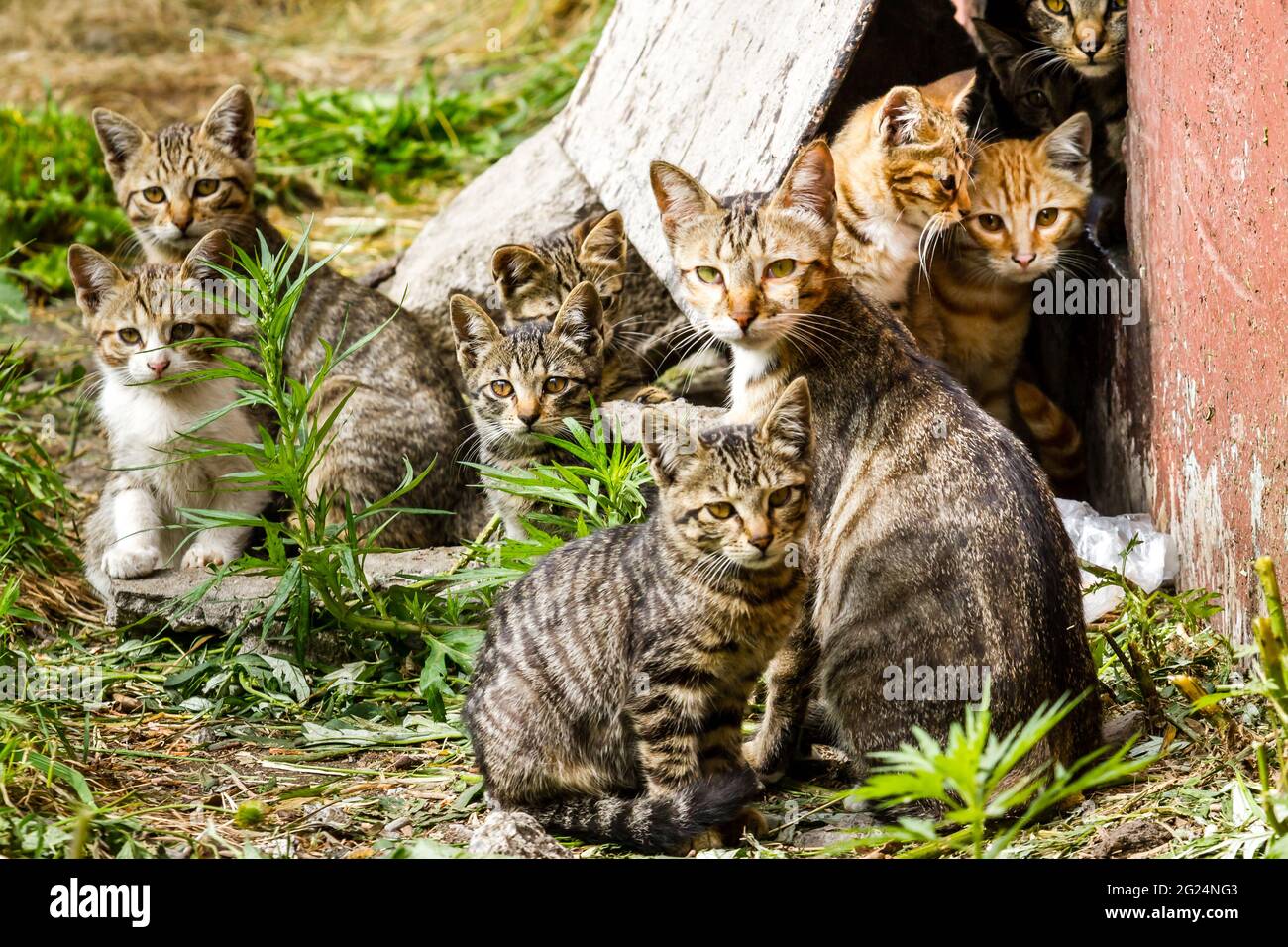 Homeless kittens hi-res stock photography and images - Alamy