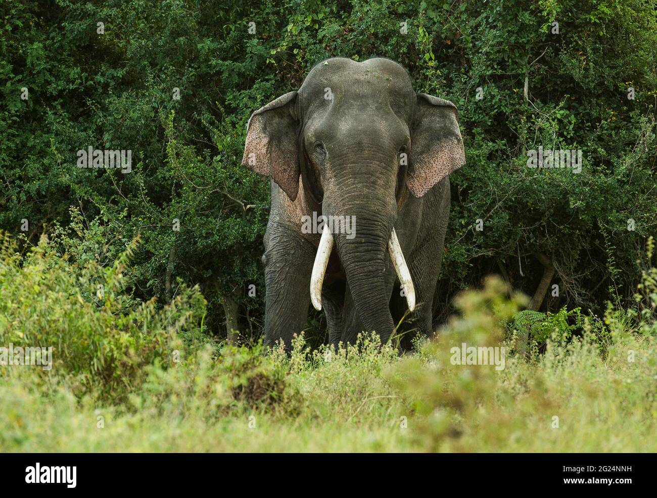 Asian Elephant, Sri Lanka. Only the males of the asian elephant have ...