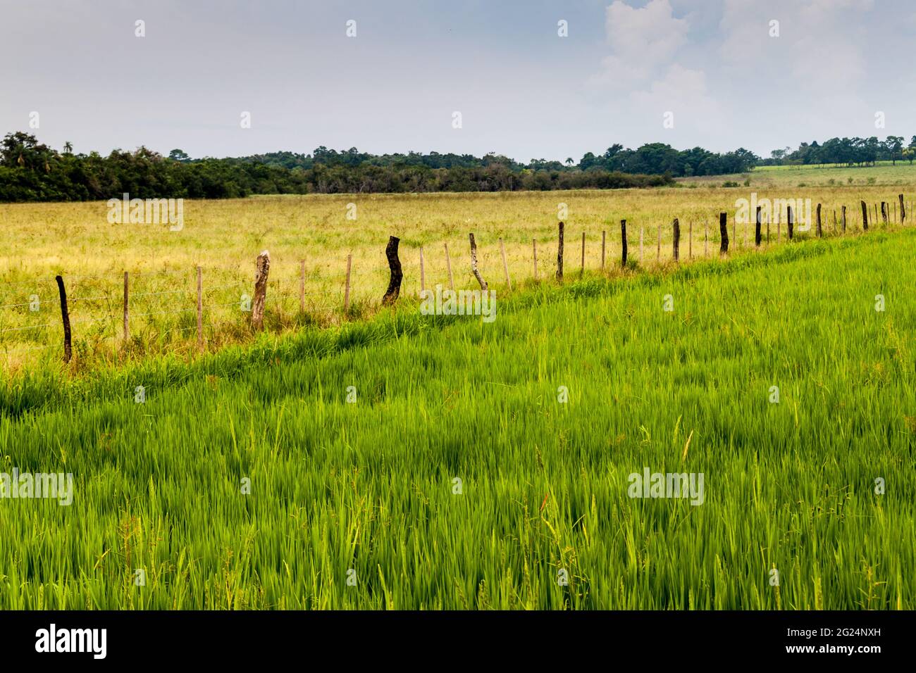 Rice field near Coronel Bogado town, Paraguay Stock Photo - Alamy