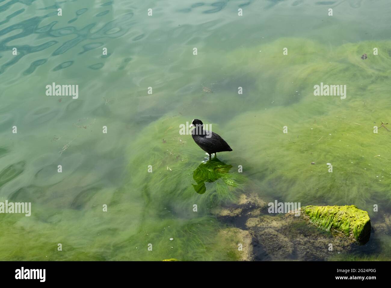 A close up of a coot, with its distinctive white beak and black plumage ...