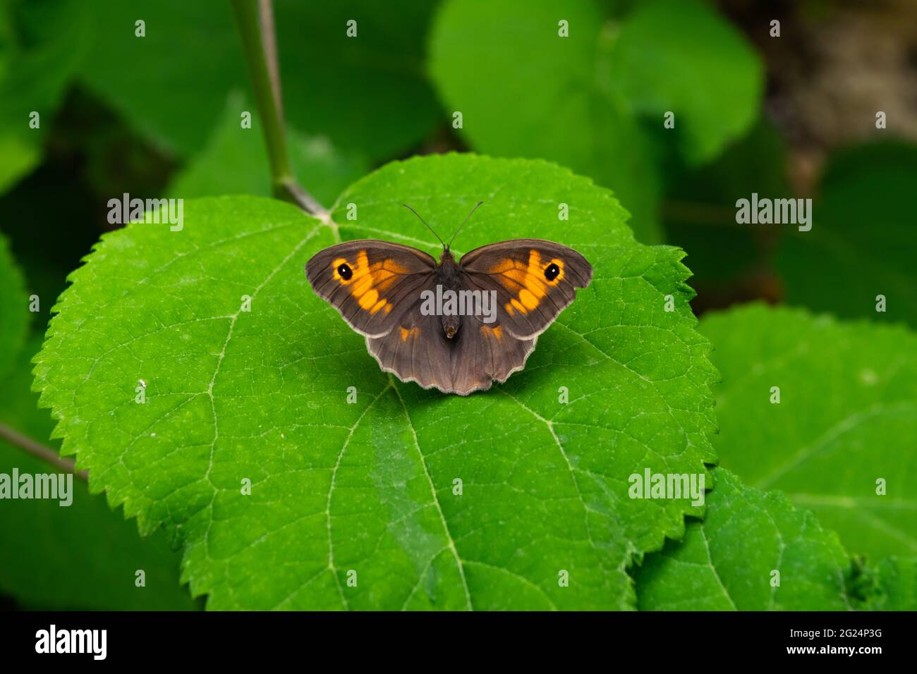 Butterfly hydrangea hi-res stock photography and images - Alamy