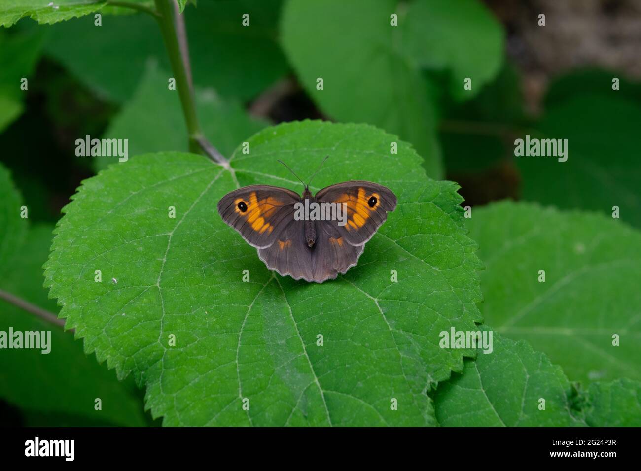 Maniola jurtina butterfly hi-res stock photography and images - Alamy