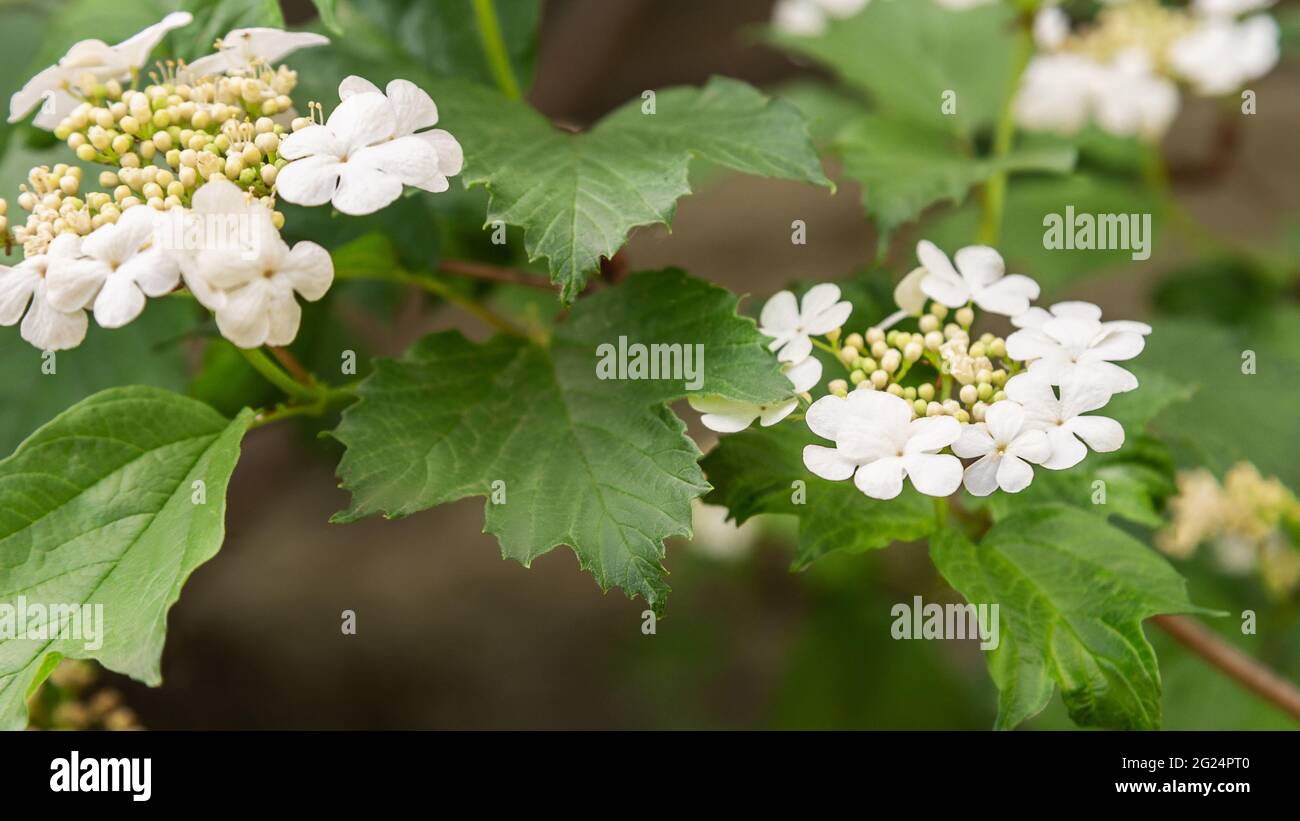 Viburnum opulus or Kalina flowers in garden Stock Photo - Alamy