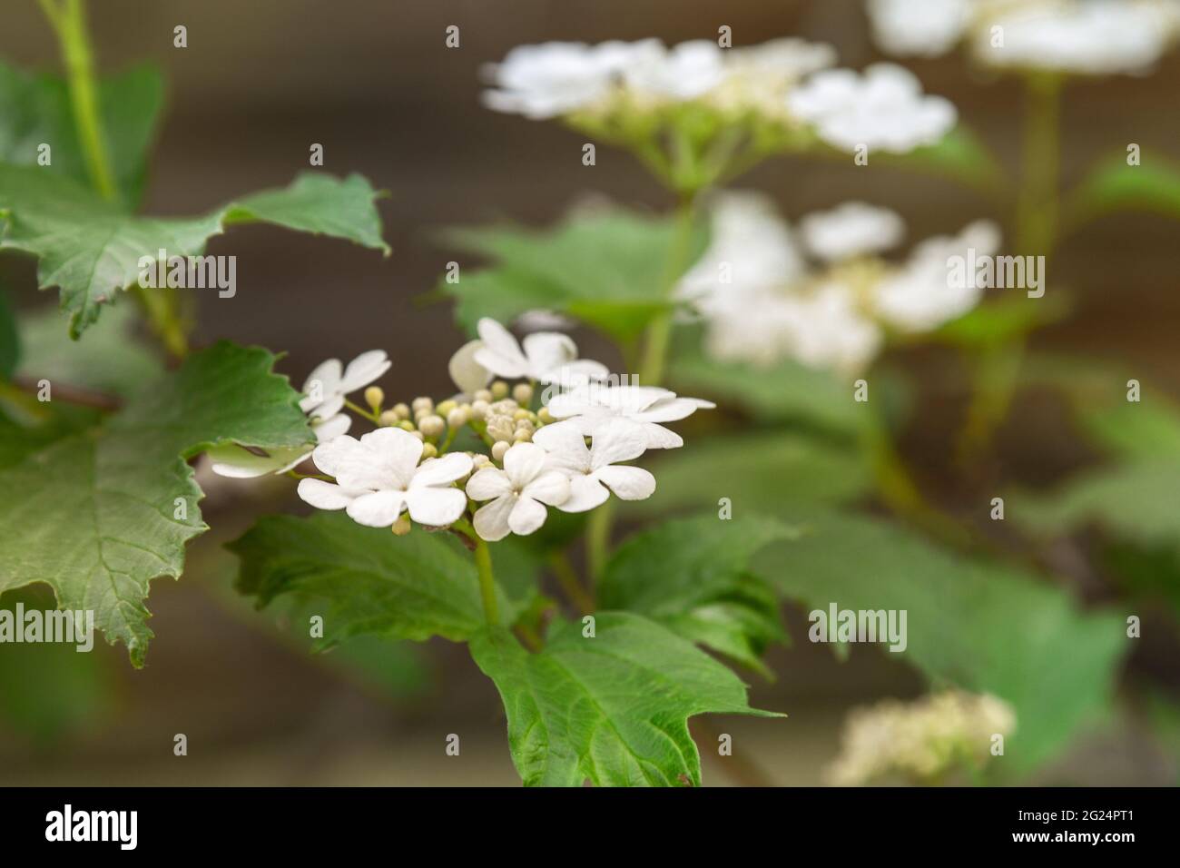 Kalina flowers hi-res stock photography and images - Alamy
