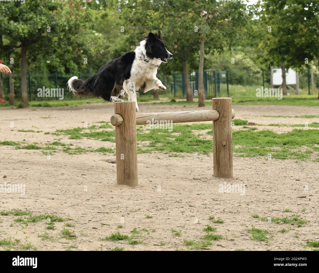 Pretty Border Collie dog jumping over an obstacle in a unleashed park ...
