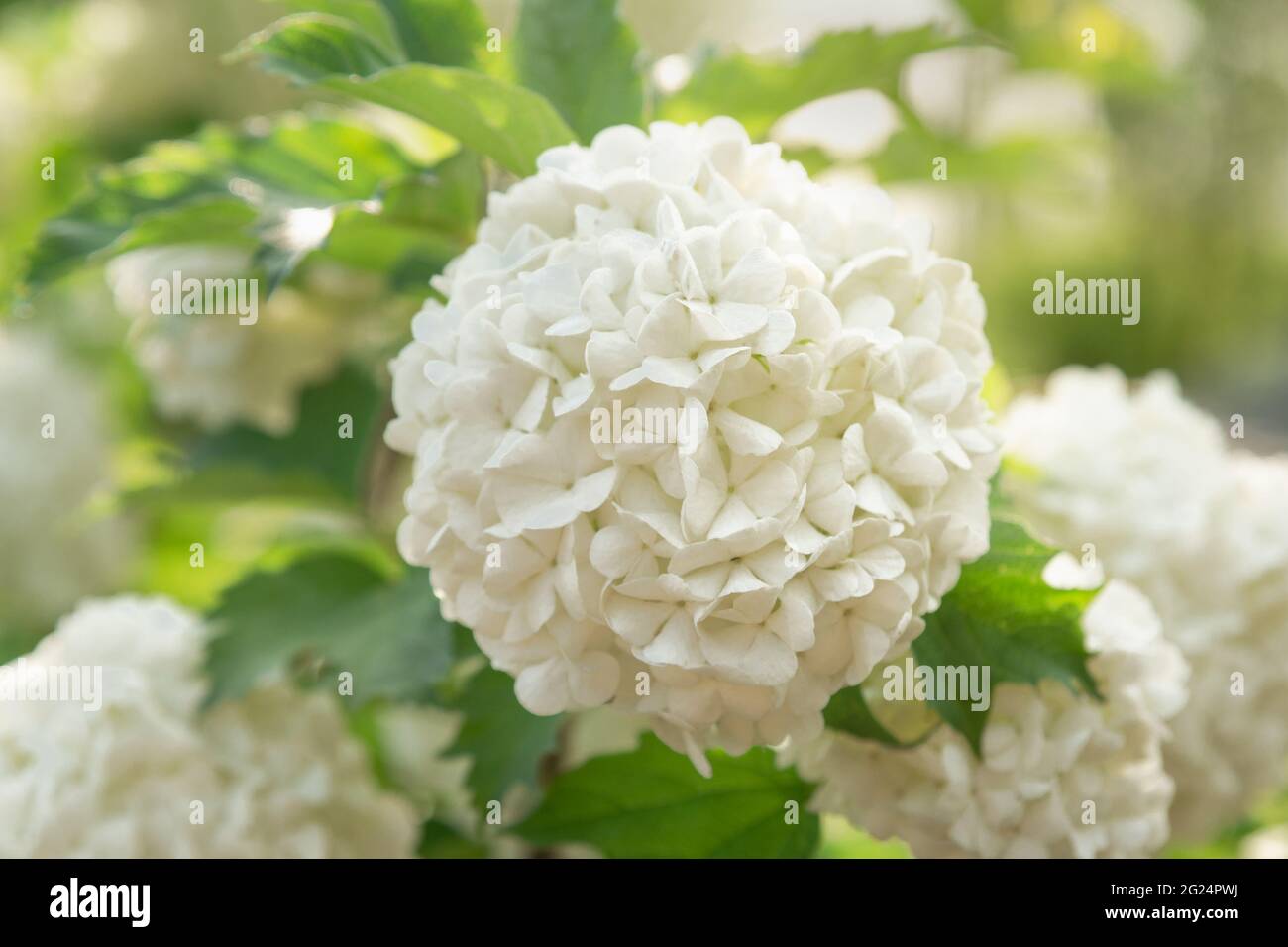 Viburnum opulus Roseum or Snowball flowers in garden Stock Photo - Alamy
