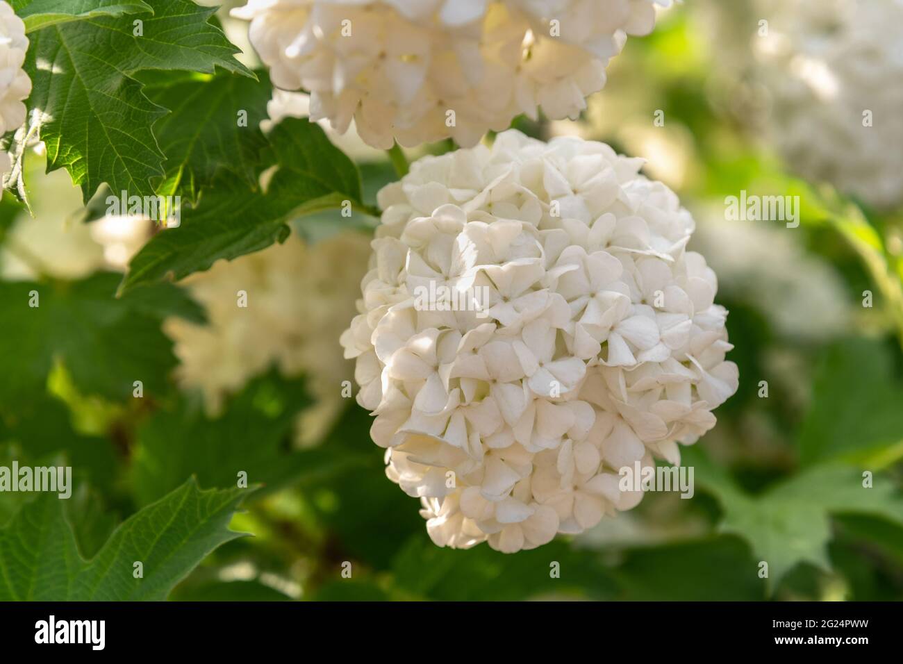 Viburnum opulus Roseum or Snowball flowers in garden Stock Photo - Alamy