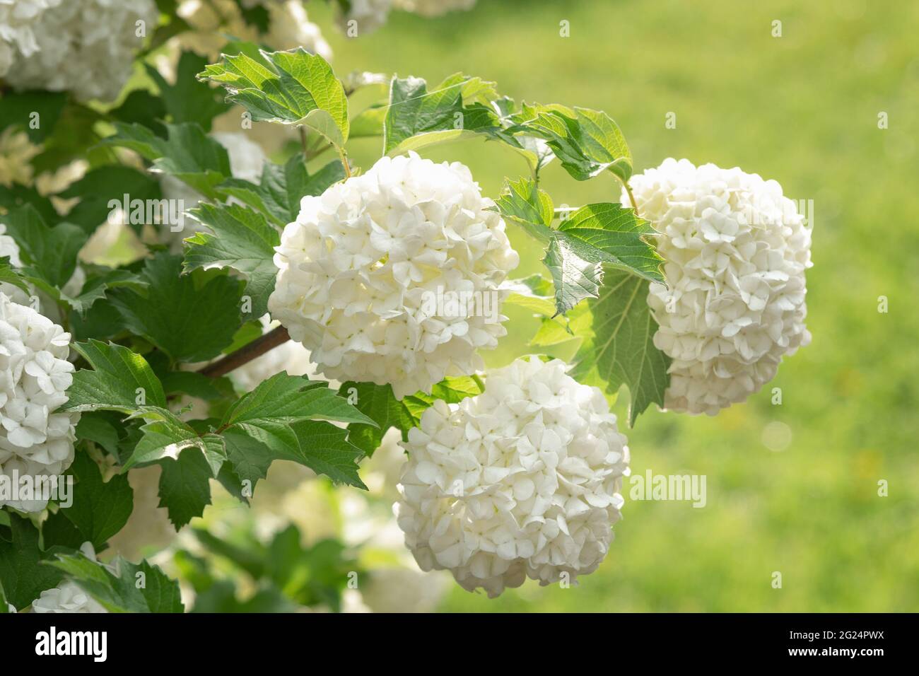 Viburnum opulus Roseum or Snowball flowers in garden Stock Photo - Alamy