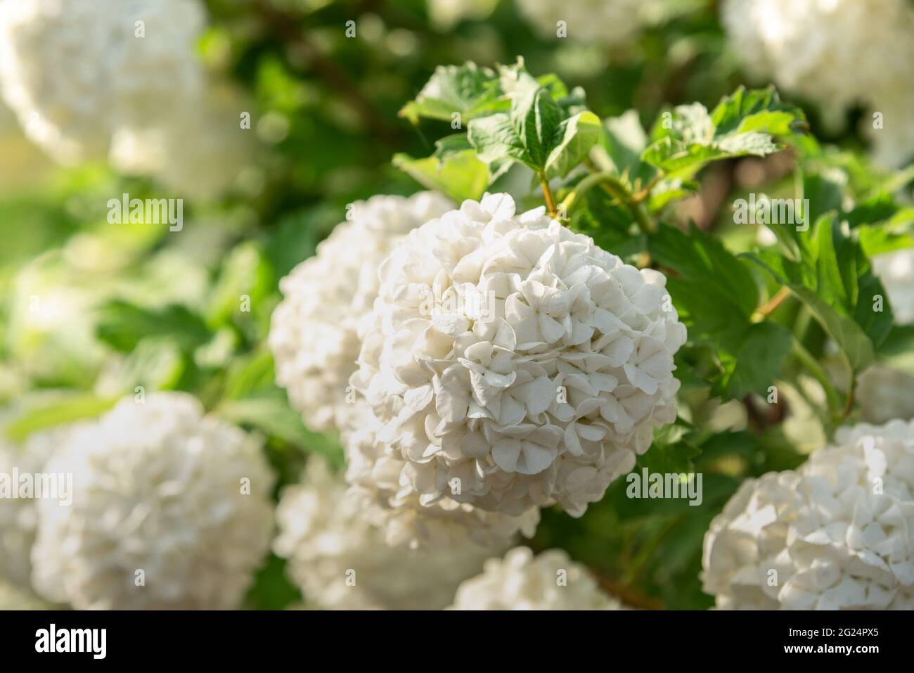 Viburnum opulus Roseum or Snowball flowers in garden Stock Photo - Alamy