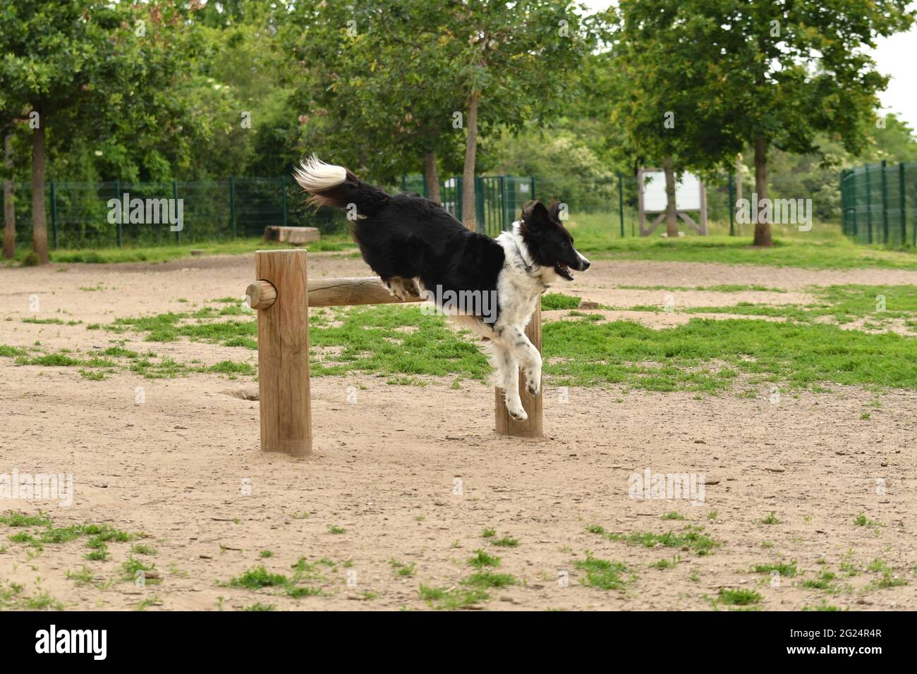 Pretty Border Collie dog jumping over an obstacle in a unleashed park ...