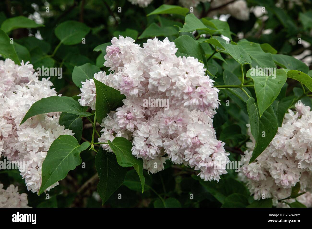 White lilac ( syringa ) bush blooming Stock Photo - Alamy