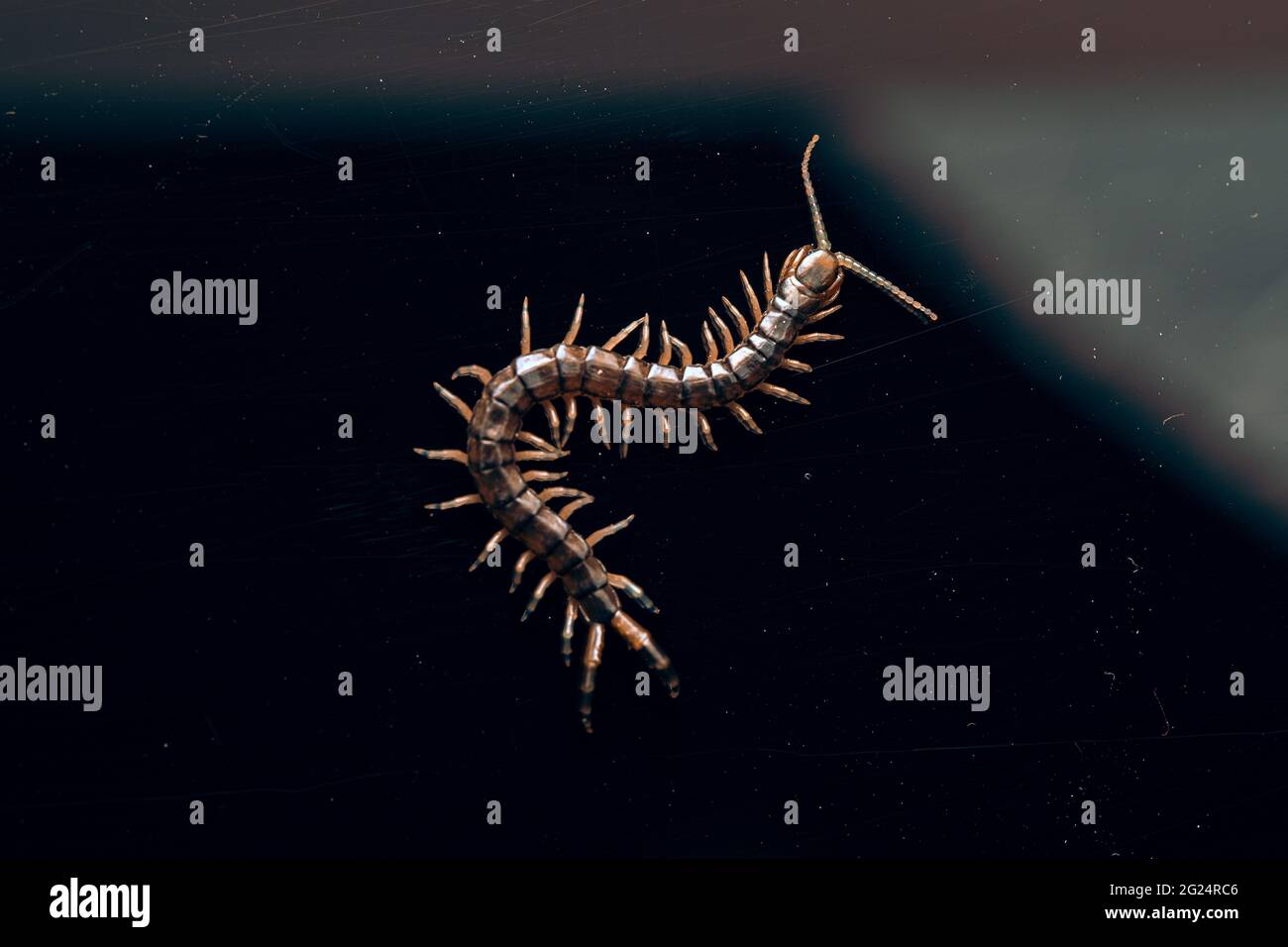 Ugly sea shell hi-res stock photography and images - Alamy