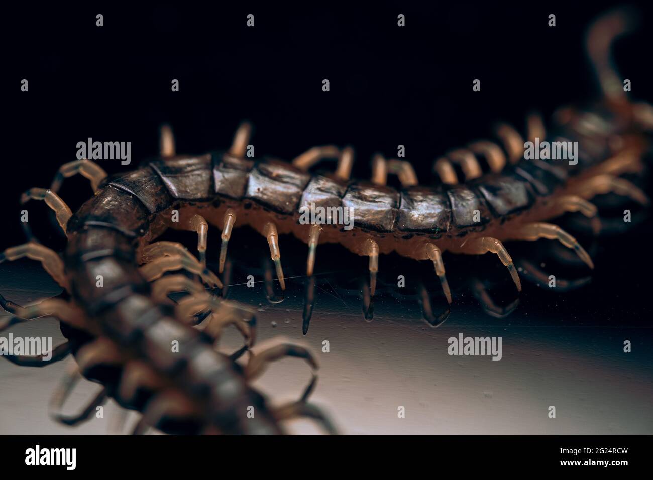Sea centipede hi-res stock photography and images - Alamy