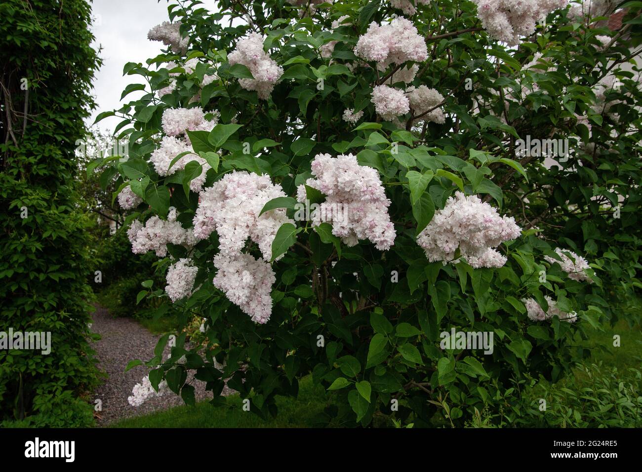 White lilac ( syringa ) bush blooming Stock Photo - Alamy