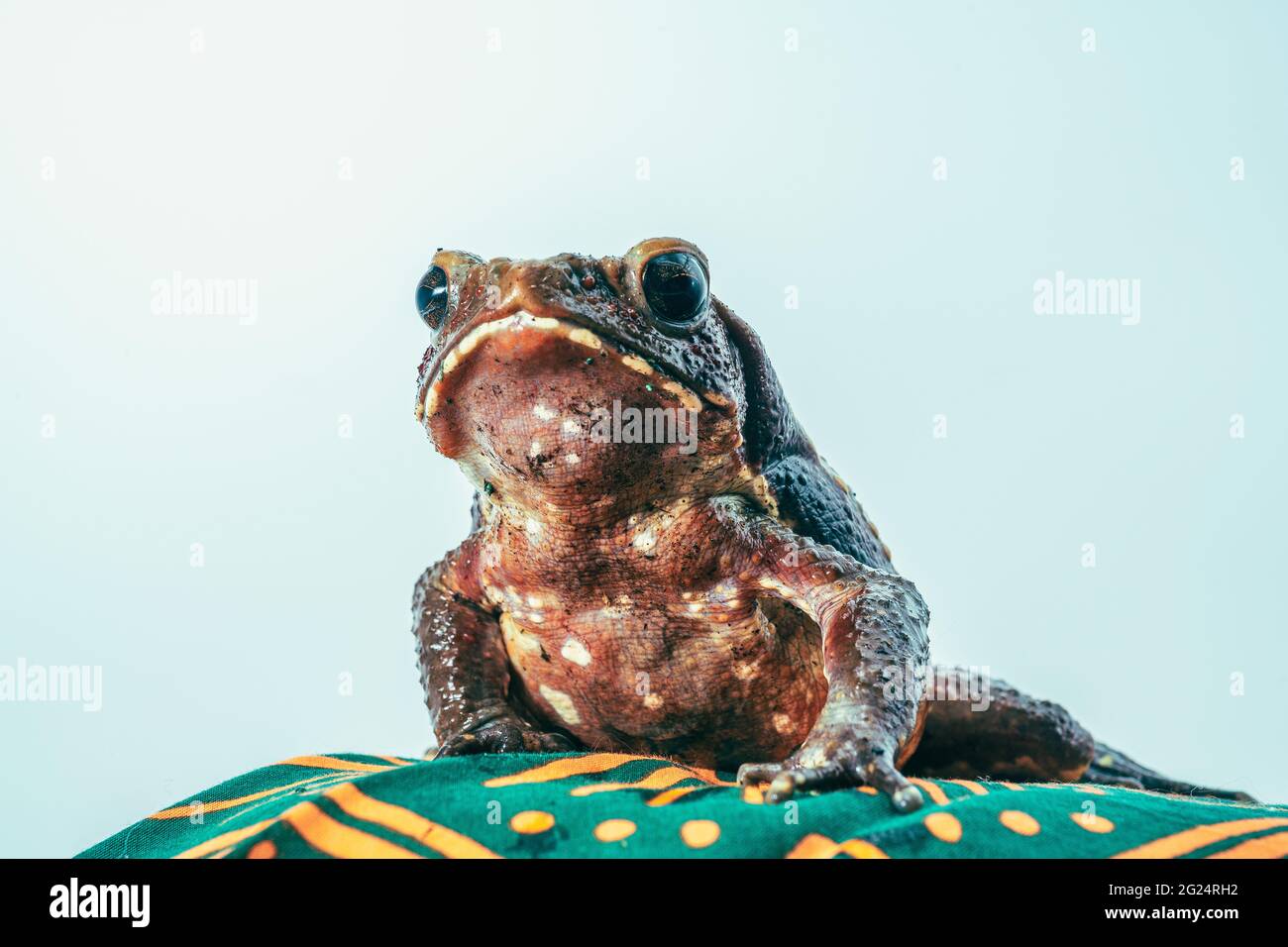 Smooth sided hi-res stock photography and images - Alamy