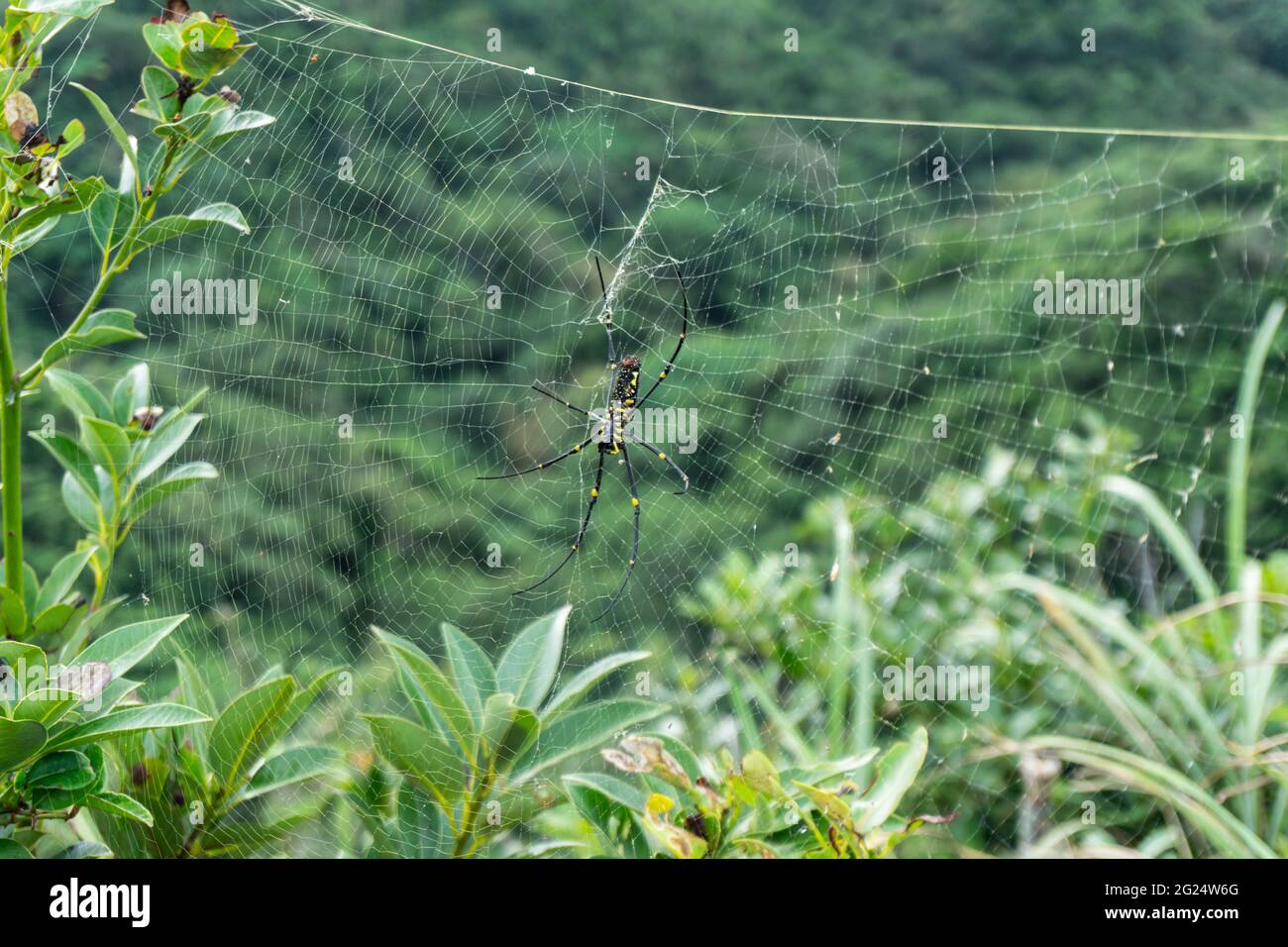 Stuck in a spider web hi-res stock photography and images - Alamy