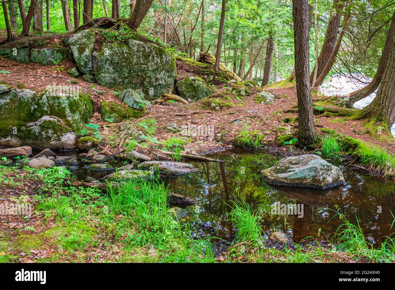 Canadian Woods with green trees and rocks covered in green lichens and ...