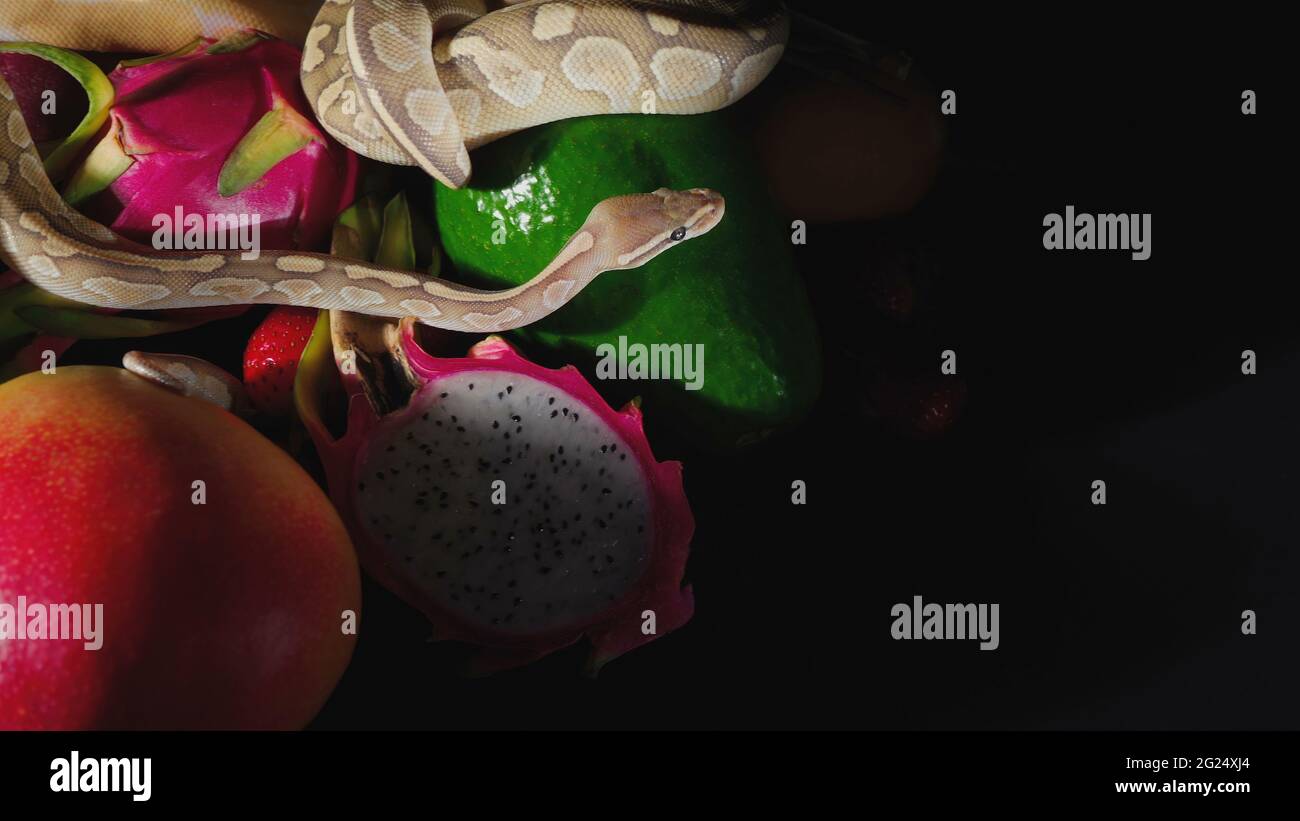 Photo of exotic fruits and crawling royal pythons Stock Photo - Alamy