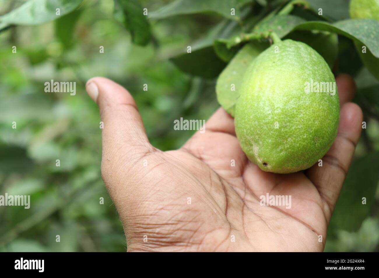 tasty and healthy green colored lemon on tree in the farm for harvest ...