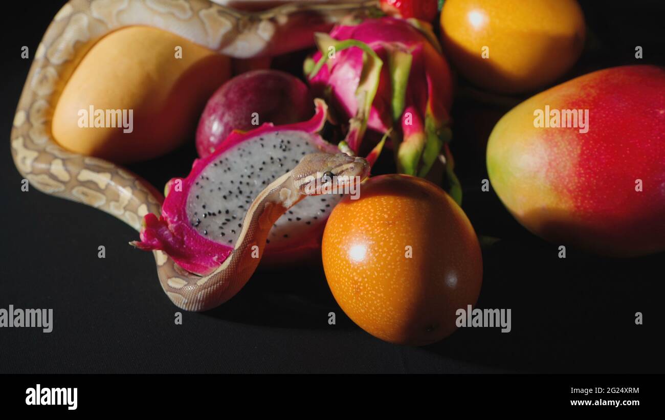 Dragon python hi-res stock photography and images - Alamy