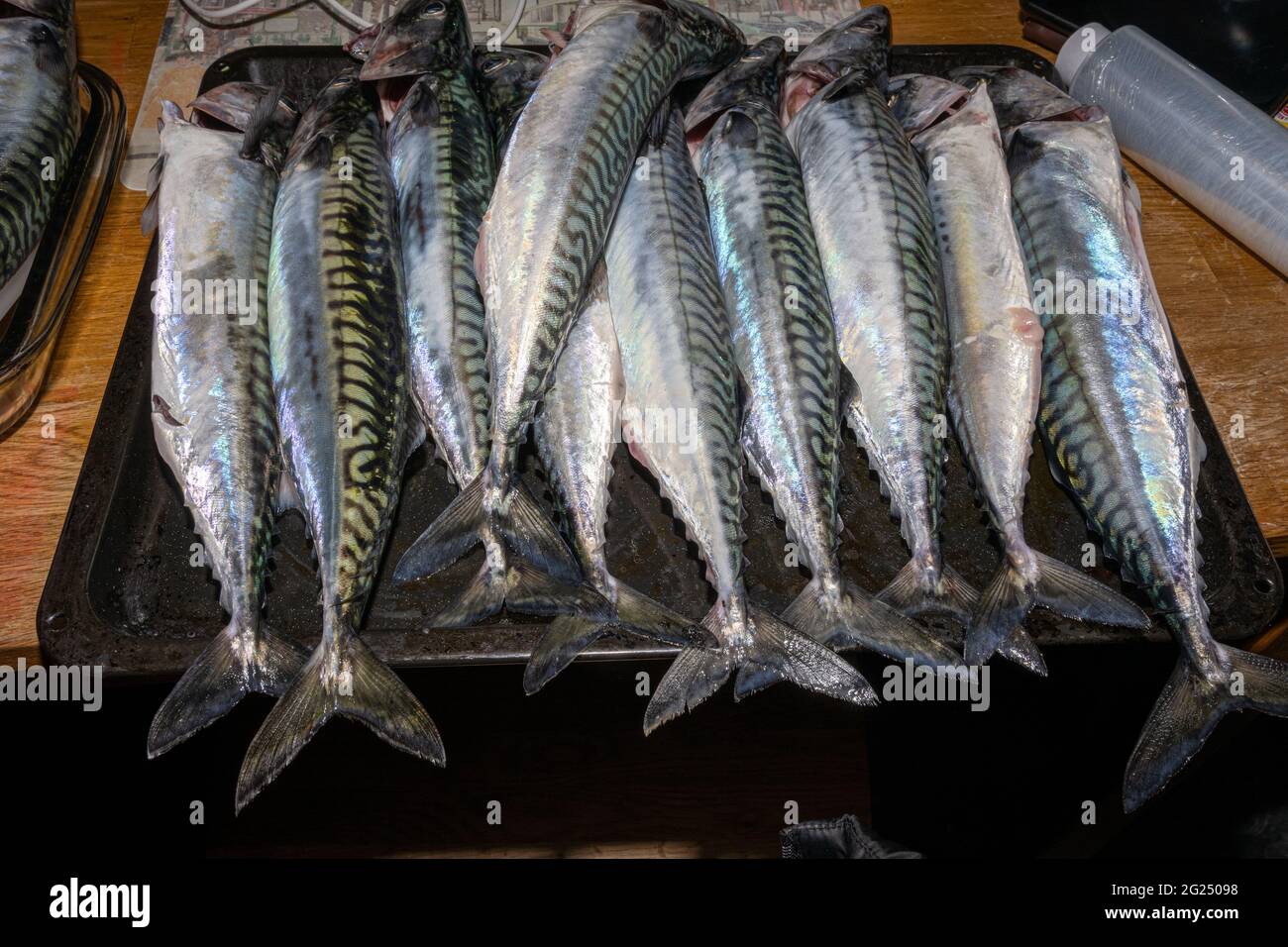 A new catch of mackerel, Scombridae, ready for cooking Stock Photo - Alamy
