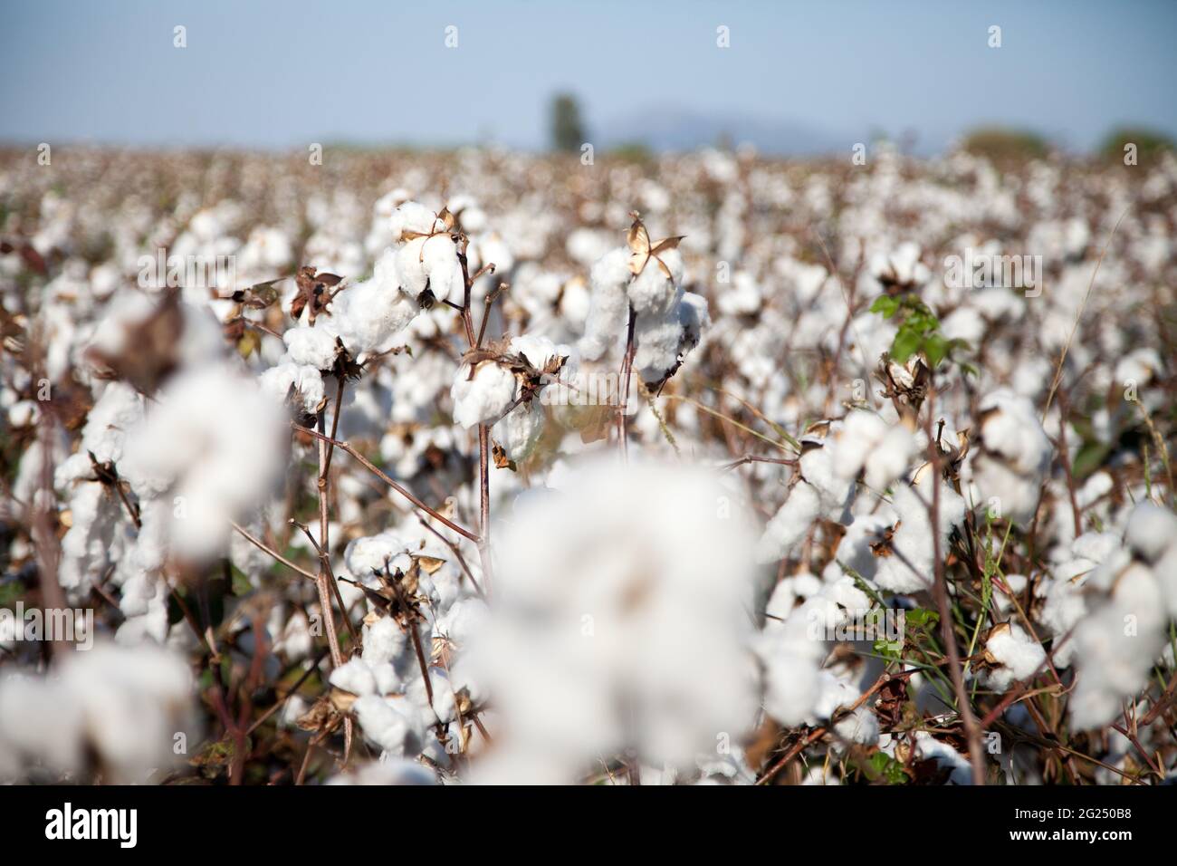 Raw cotton hi-res stock photography and images - Alamy