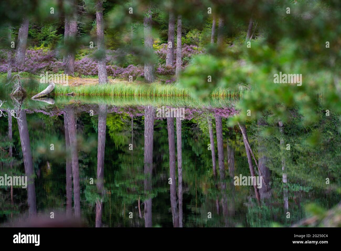 Tree Lake ReflectionWoods Stock Photo - Alamy