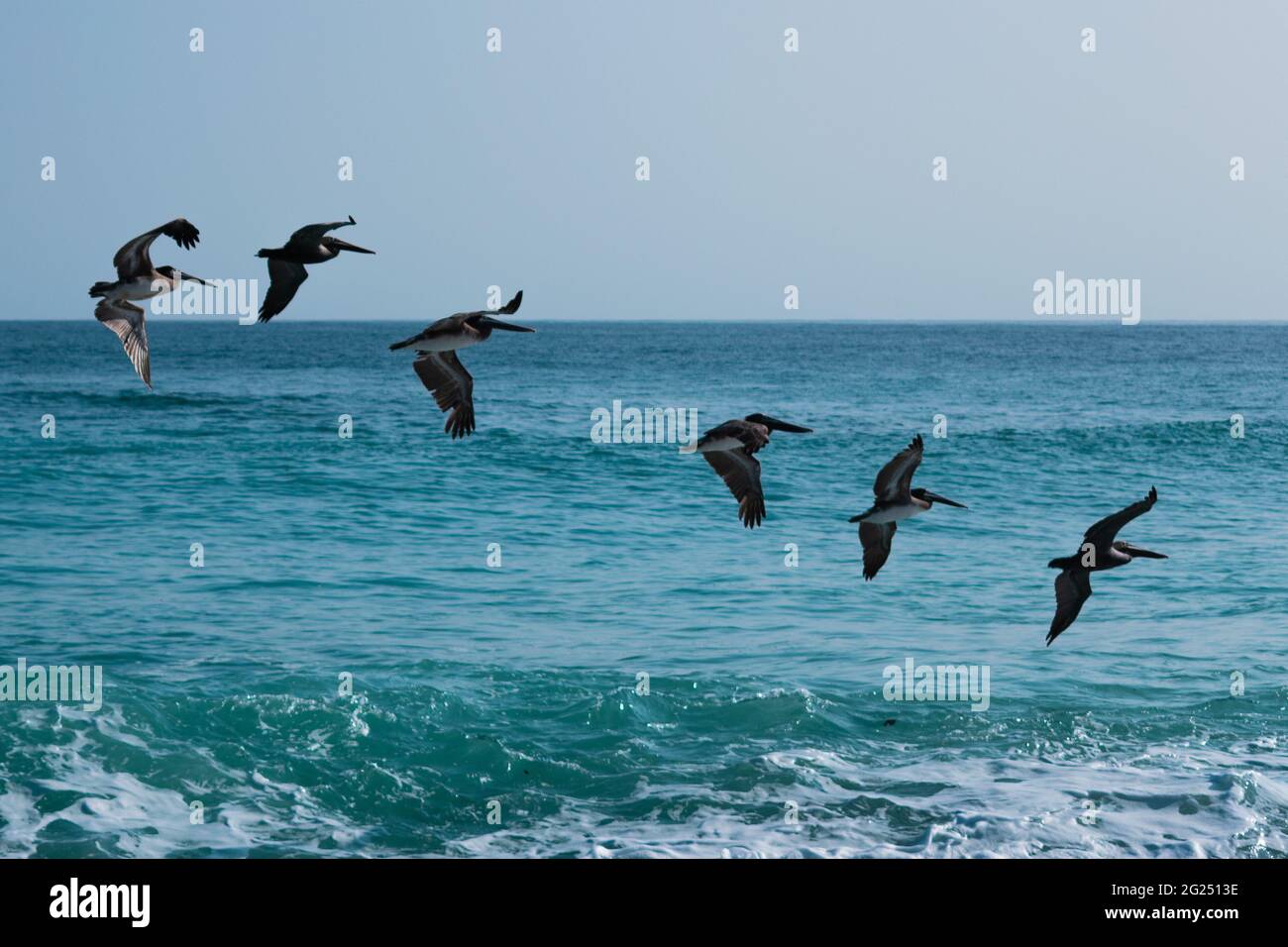 Line of flying seagulls over Caribbean Stock Photo - Alamy