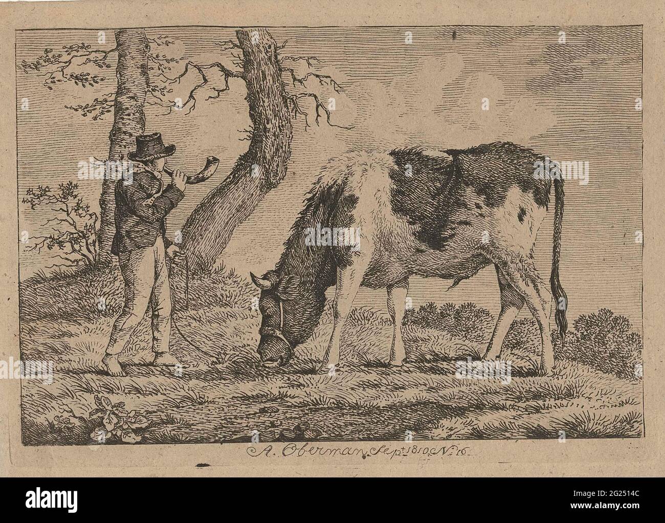 Shepherd with cow; Studies of cows, sheep and goats Stock Photo - Alamy