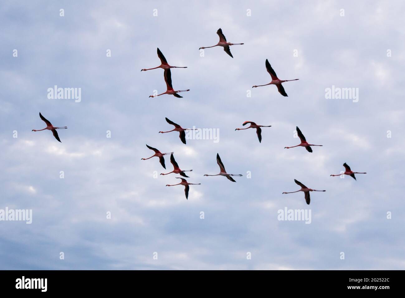 Flamingo flock hi-res stock photography and images - Alamy