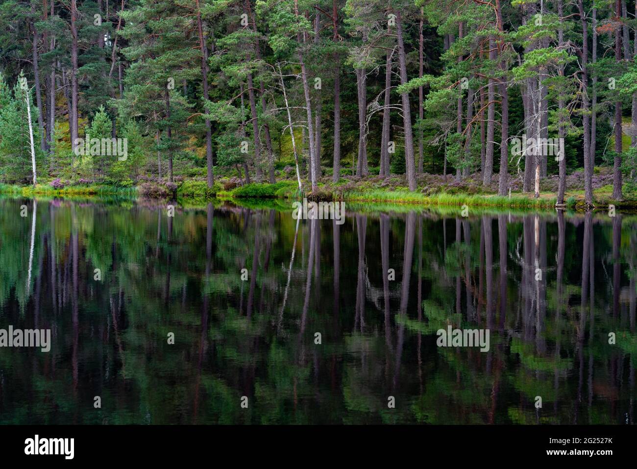 Tree Lake ReflectionWoods Stock Photo - Alamy