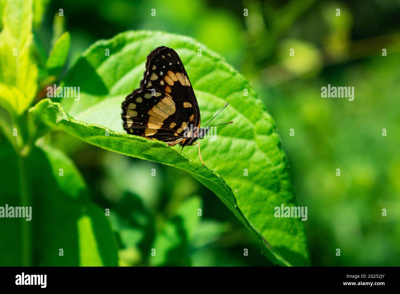 Earth day bright orange hi-res stock photography and images - Alamy
