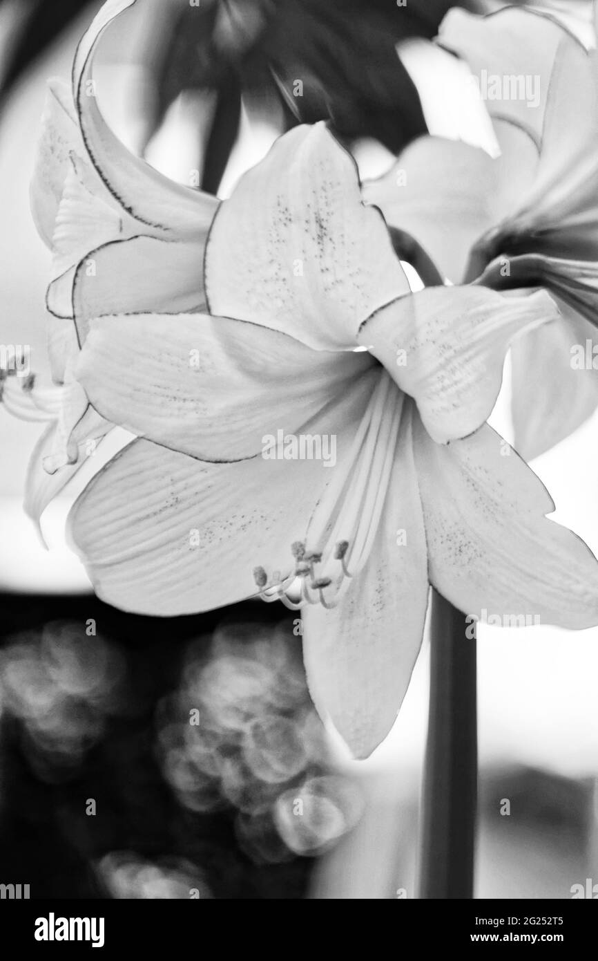 Photo Hippeastrum hybrid, Hippeastrum hybridum hort, Amaryllis family ...