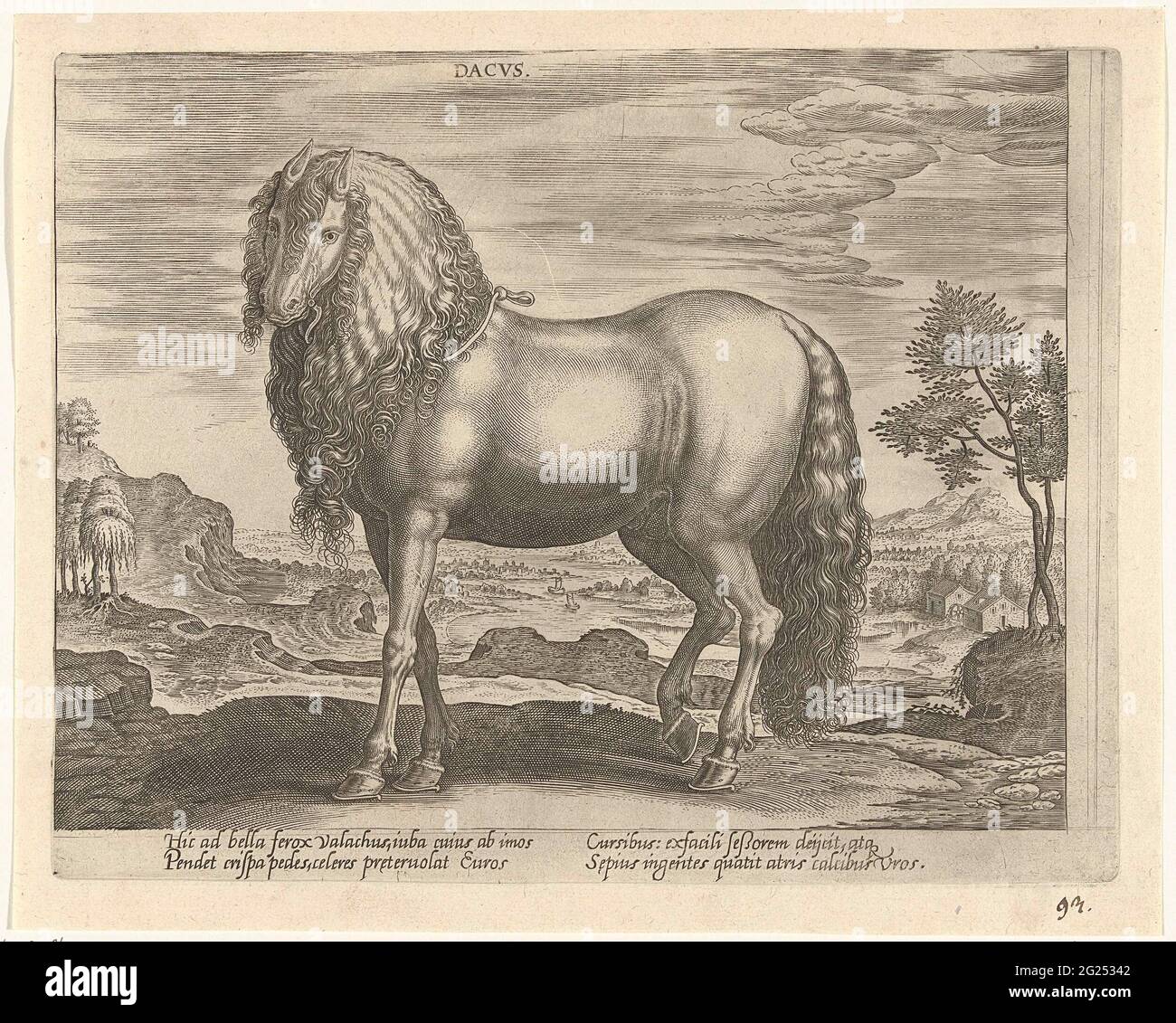Horse from Romania (Dacus); DACVS; Horse breeds from the Royal Stables ...