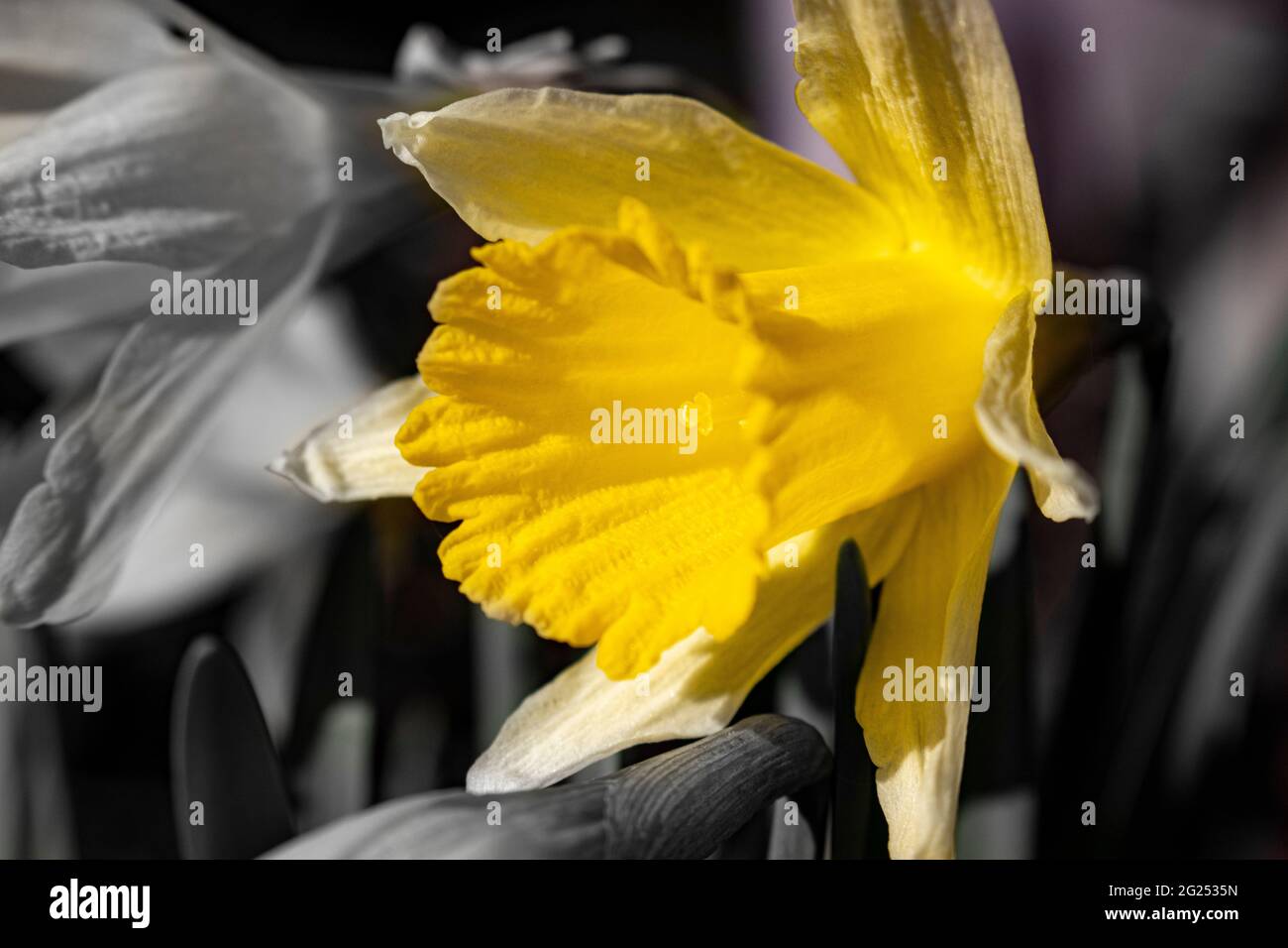 A close-up of a newly blossomed daffodil with a unique black and white ...