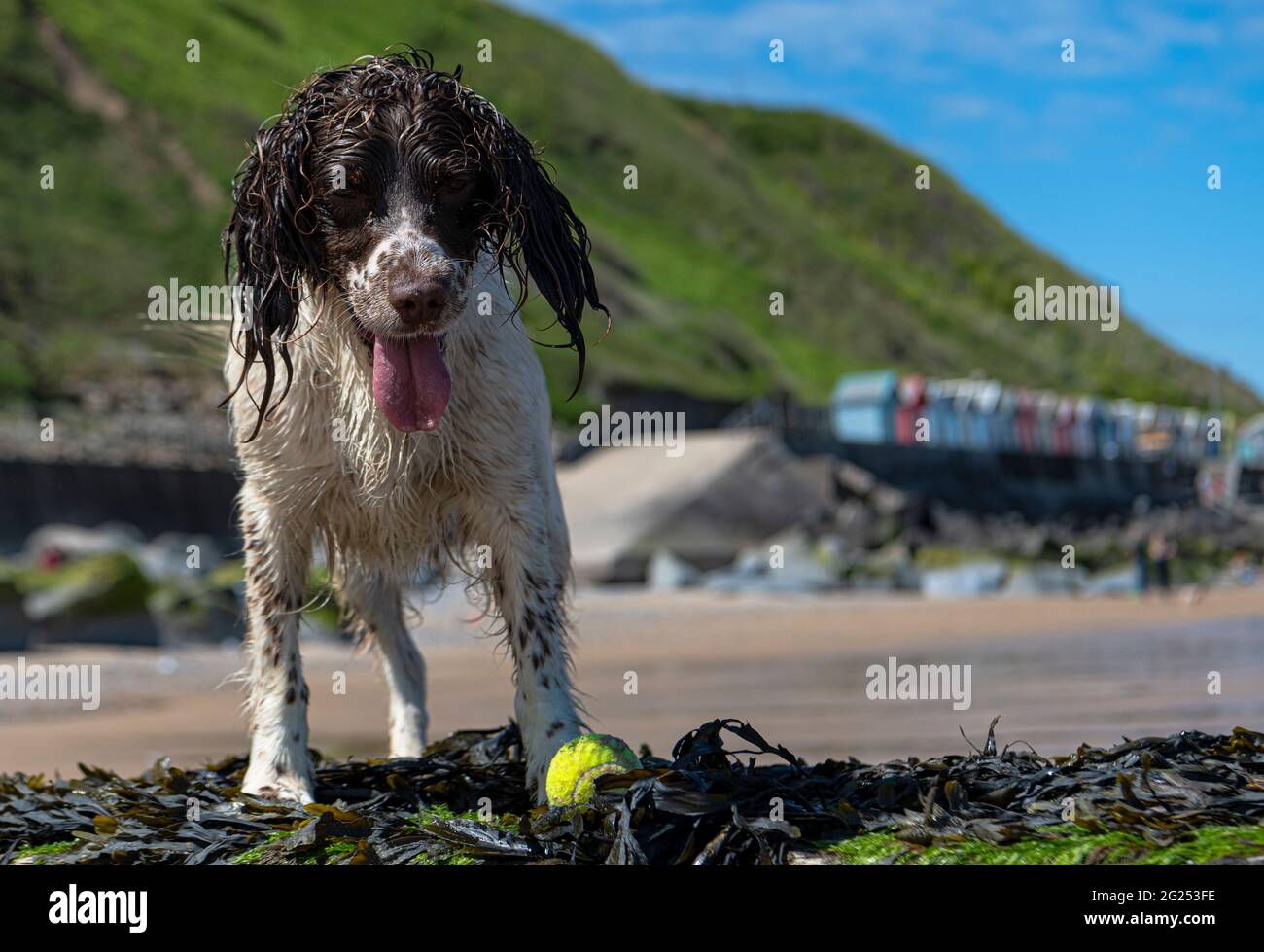 Welsh springer spaniel in the sea Stock Photo - Alamy