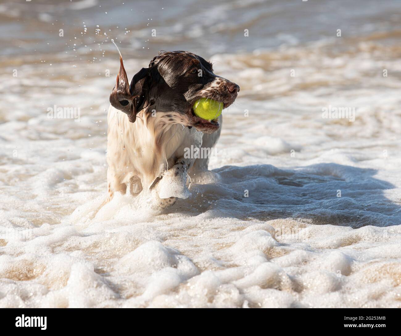 Welsh springer spaniel in the sea Stock Photo - Alamy