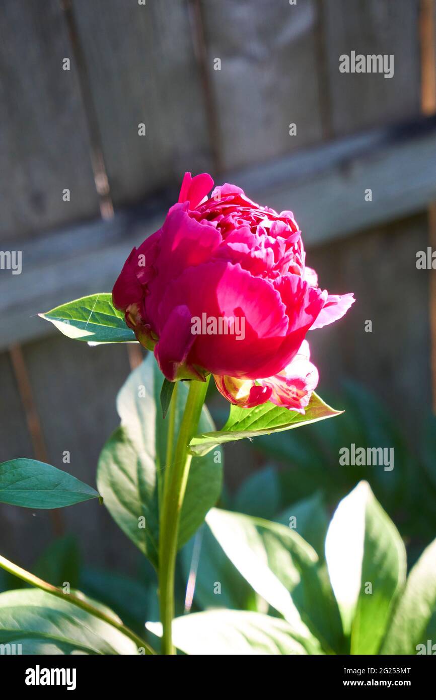 Fuchsia in sunlight hi-res stock photography and images - Alamy