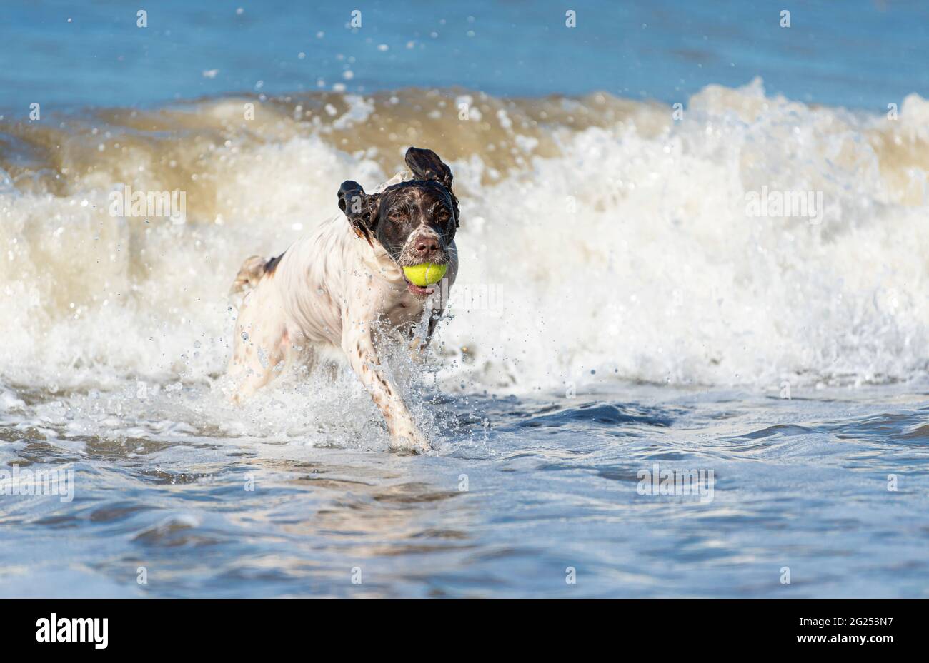 Welsh springer spaniel in the sea Stock Photo - Alamy