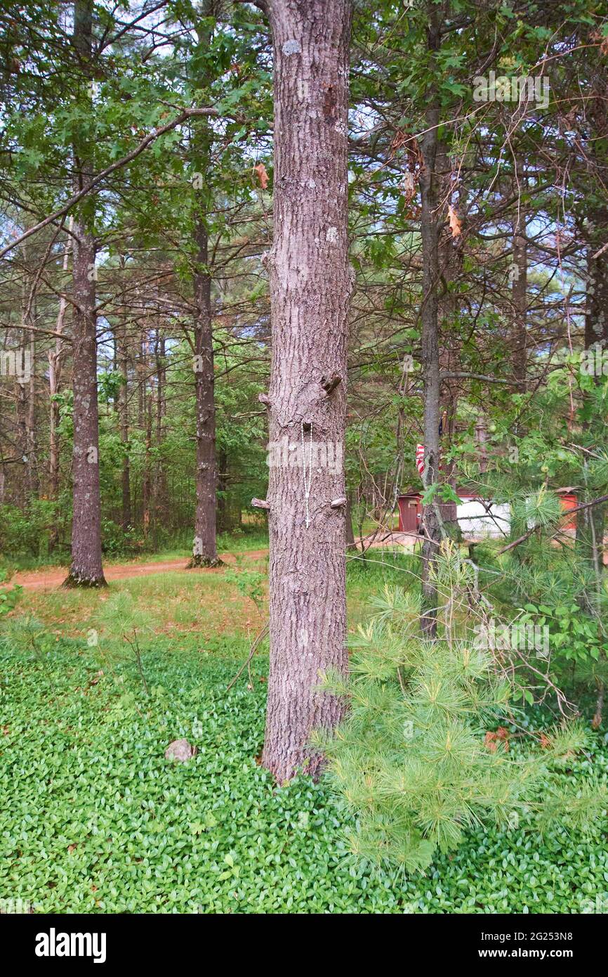 Rosary tree hi-res stock photography and images - Alamy