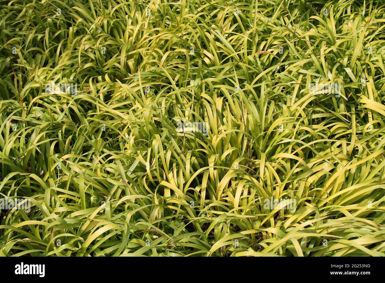 A Background Image of Light Green Grass Plants Stock Photo - Alamy