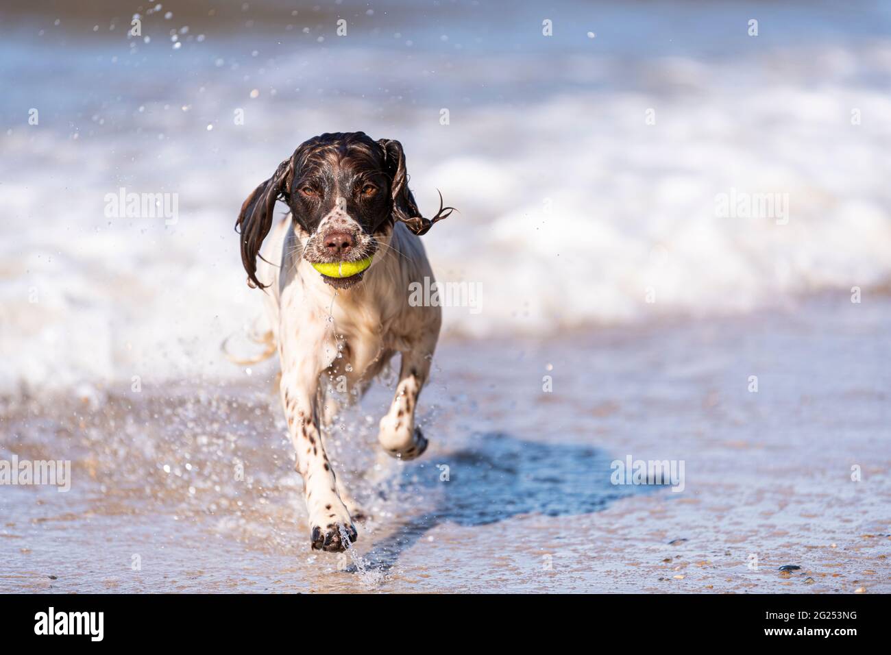 Welsh springer spaniel in the sea Stock Photo - Alamy