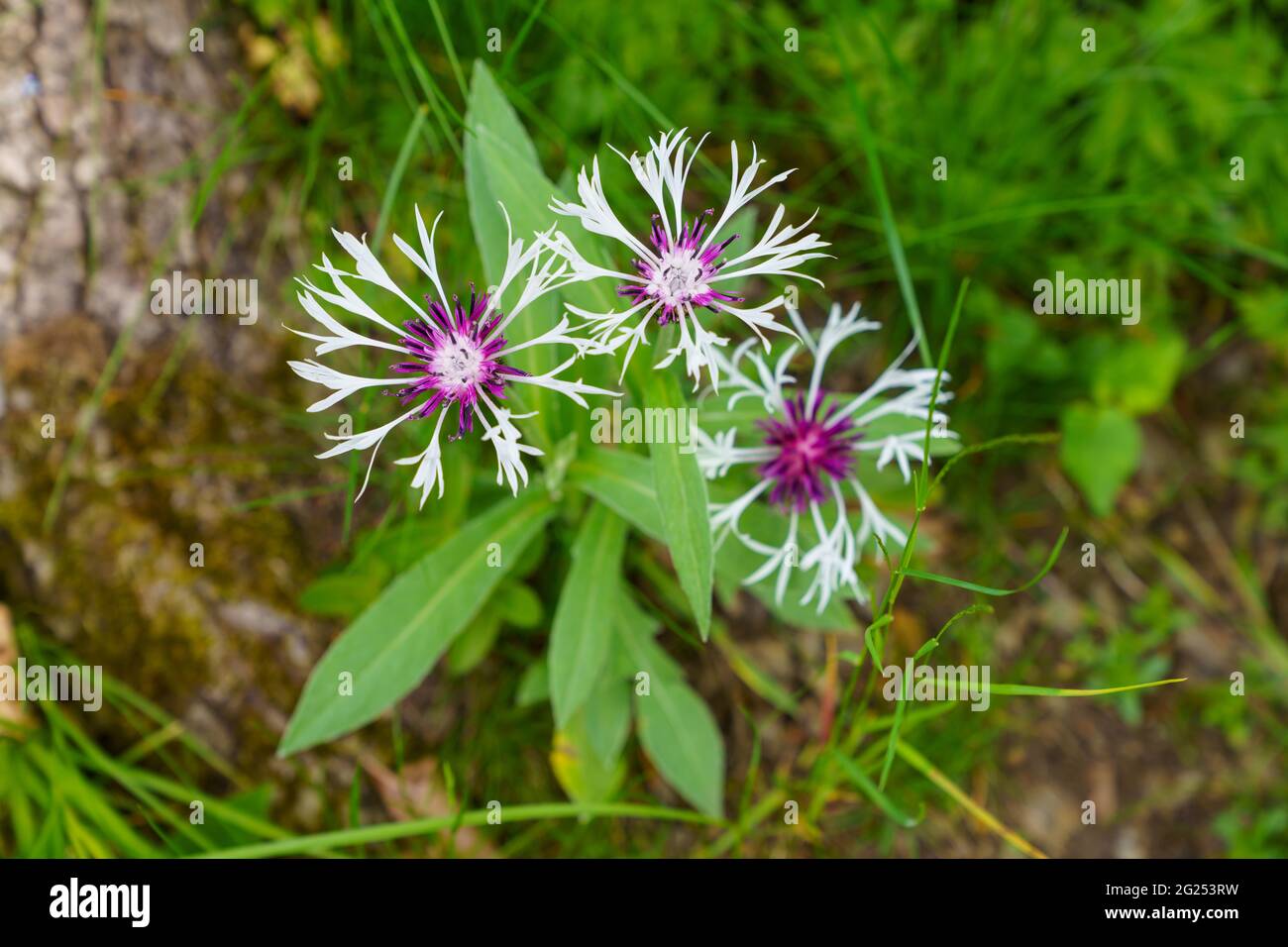 Top view of blooming Mountain bluet flowers Stock Photo - Alamy